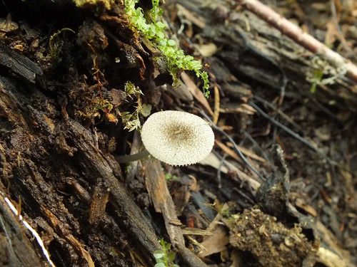 Pluteus hispidulus · iNaturalist Mexico