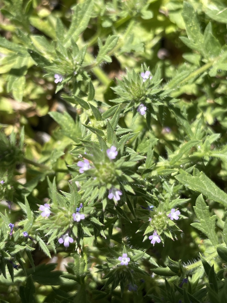 Bigbract Verbena from Caribou-Targhee National Forest, Pocatello, ID ...