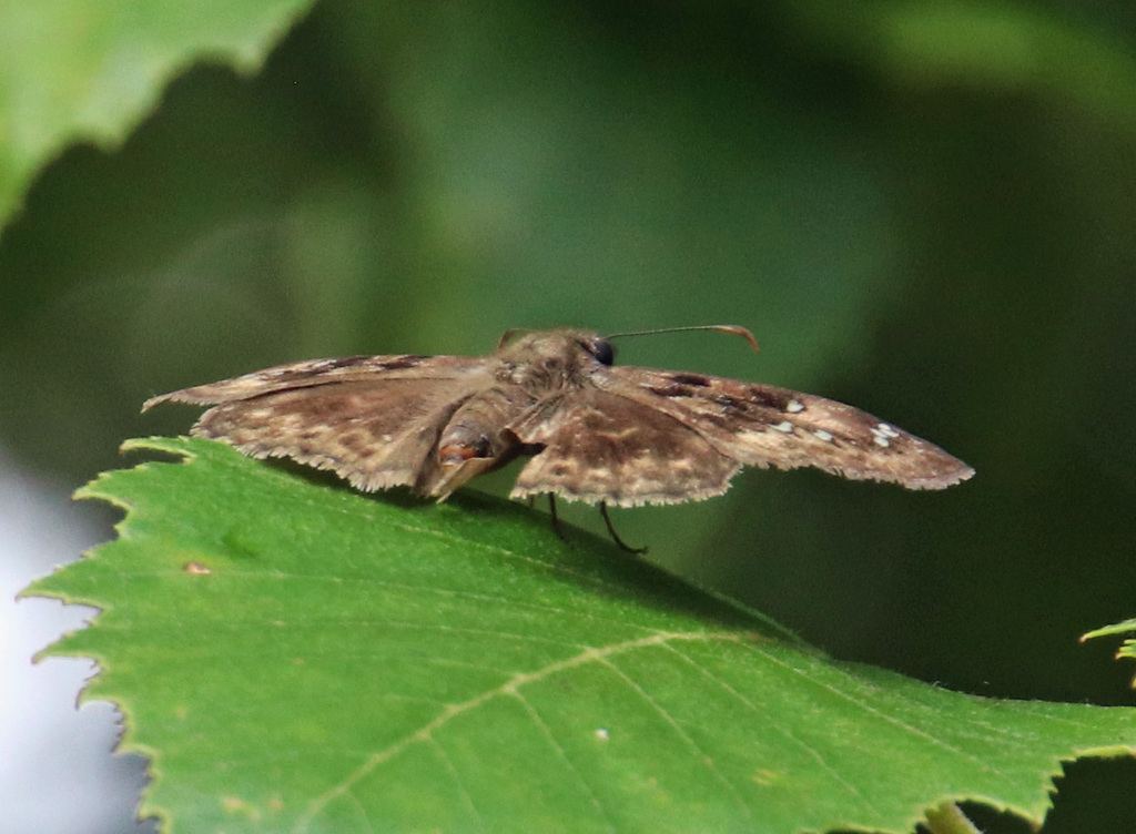 Horace's Duskywing from Moorestown, NJ 08057, USA on July 25, 2023 at ...