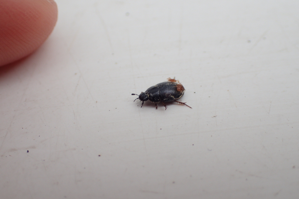 Sphaeridiinae from Justins Ave, Stratford-upon-Avon CV37, UK on July 25 ...