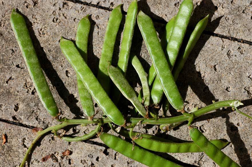 Jicama (Flora Singapore List P) · iNaturalist
