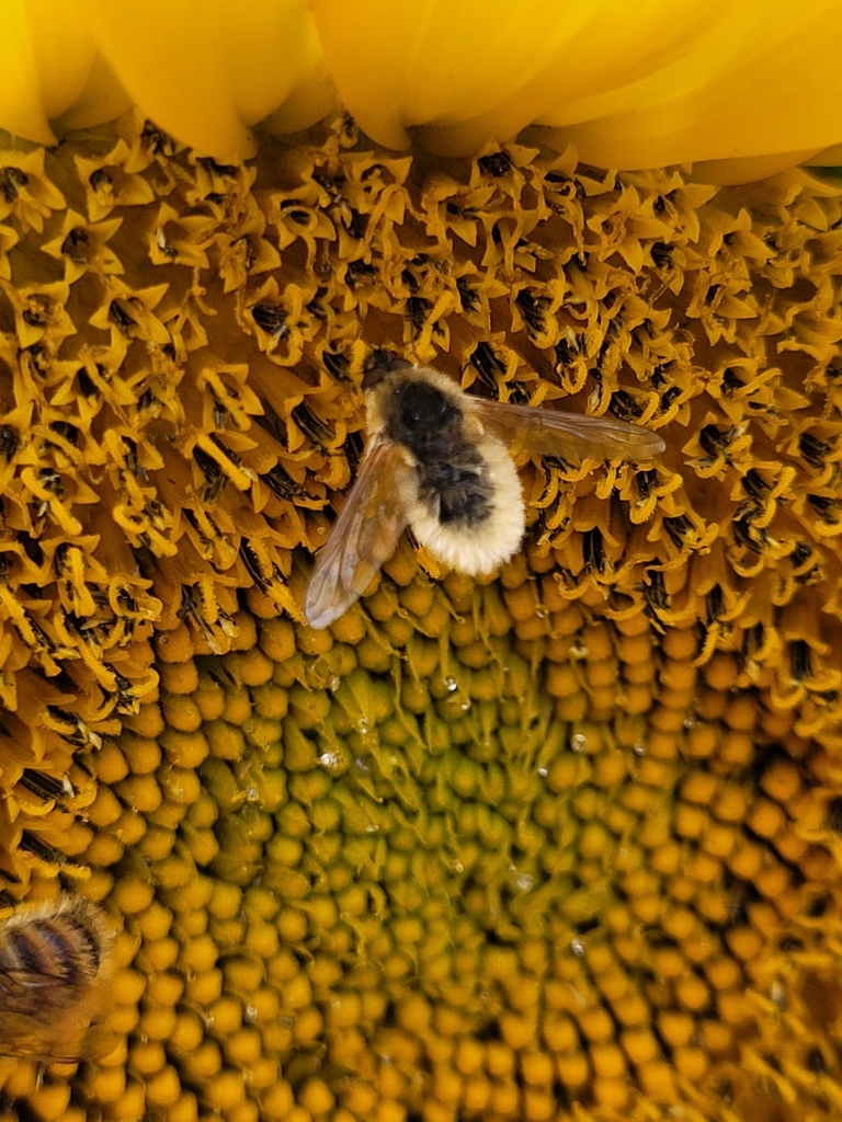 grasshopper bee fly from Meeker, CO 81641, USA on July 25, 2023 at 03: ...