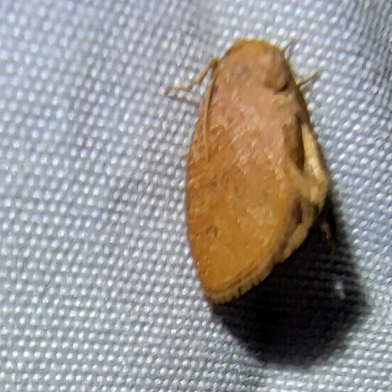Red-eyed Button Slug Moth from Garland, TX, USA on July 22, 2023 at 09: ...