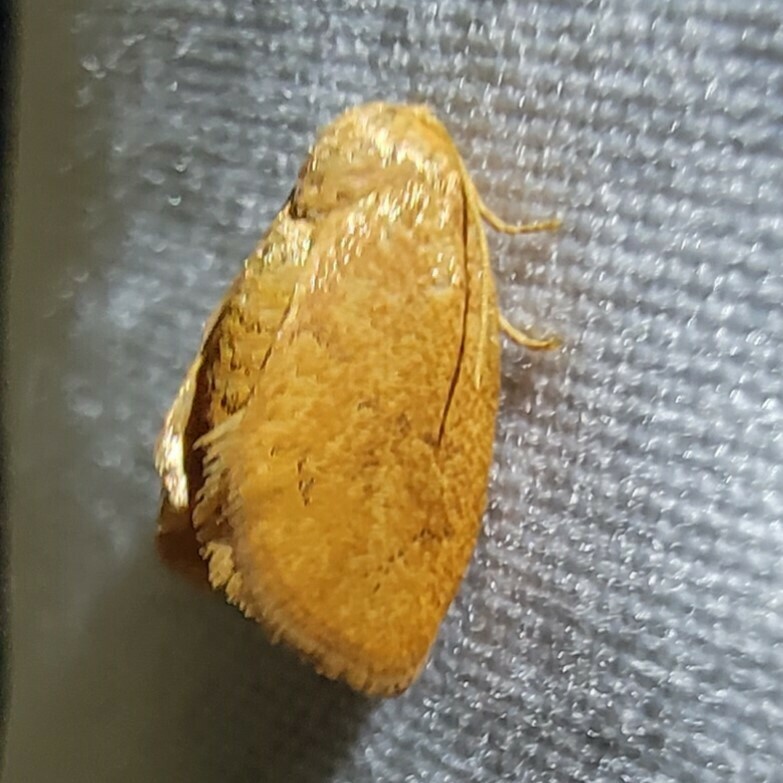 Red-eyed Button Slug Moth from Garland, TX, USA on July 22, 2023 at 09: ...