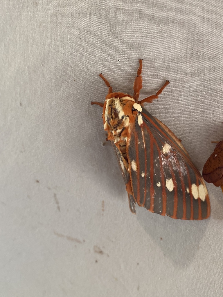 Regal Moth from Midway, AL, US on July 25, 2023 at 10:15 AM by ...