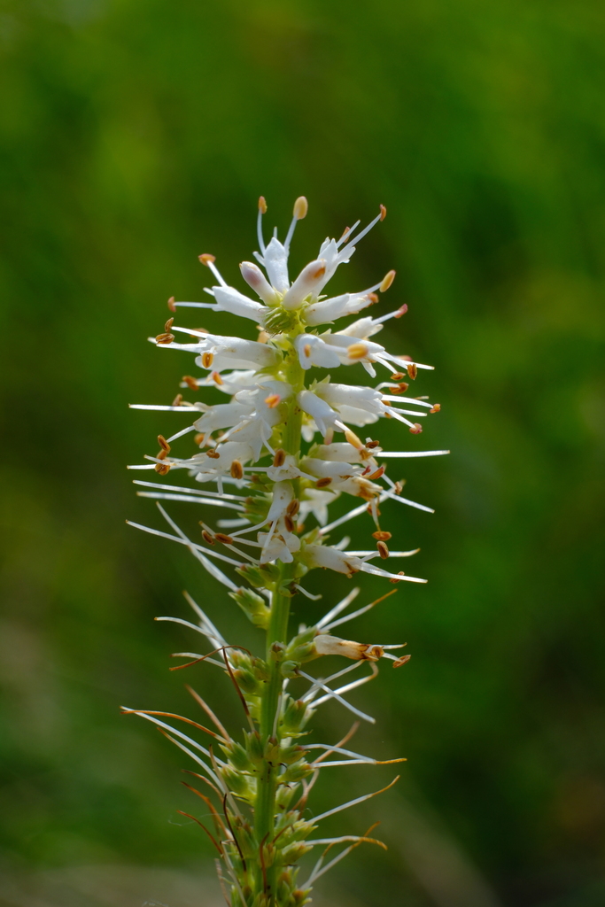 Culver's root from Polk County, MN, USA on July 20, 2023 at 04:19 PM by ...