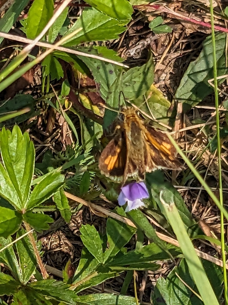 Peck's Skipper from Canaan Heights, WV 26260, USA on July 25, 2023 at ...