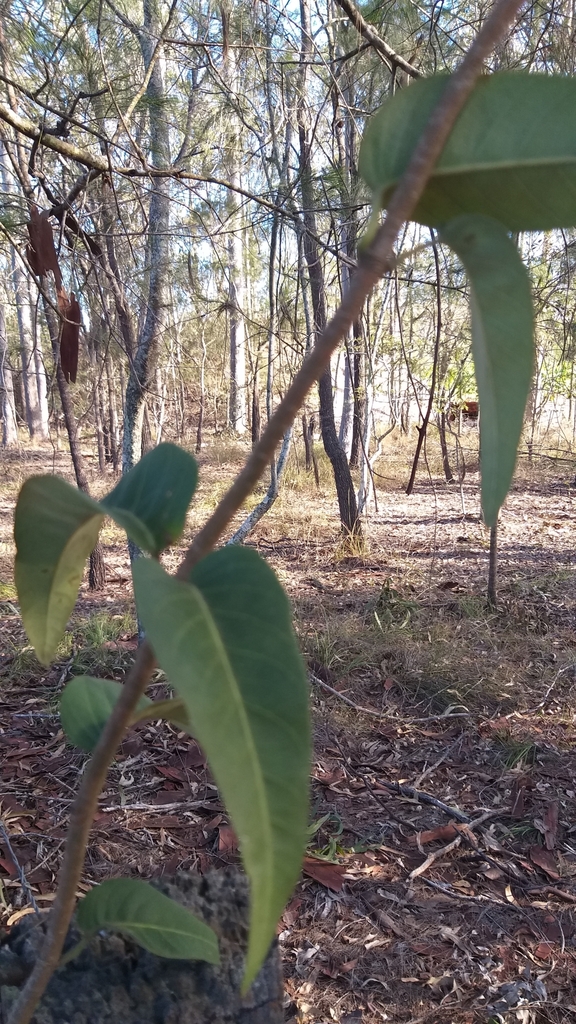 Something from Greenbank QLD 4124, Australia on July 26, 2023 at 08:34 ...