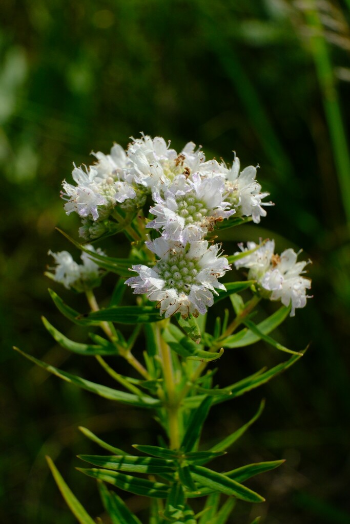 Virginia mountain mint from Polk County, MN, USA on July 20, 2023 at 04 ...