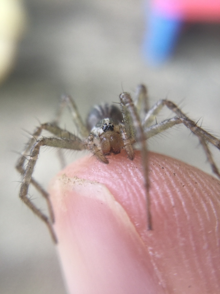Grass Spiders in July 2023 by Matthew Lindsey · iNaturalist
