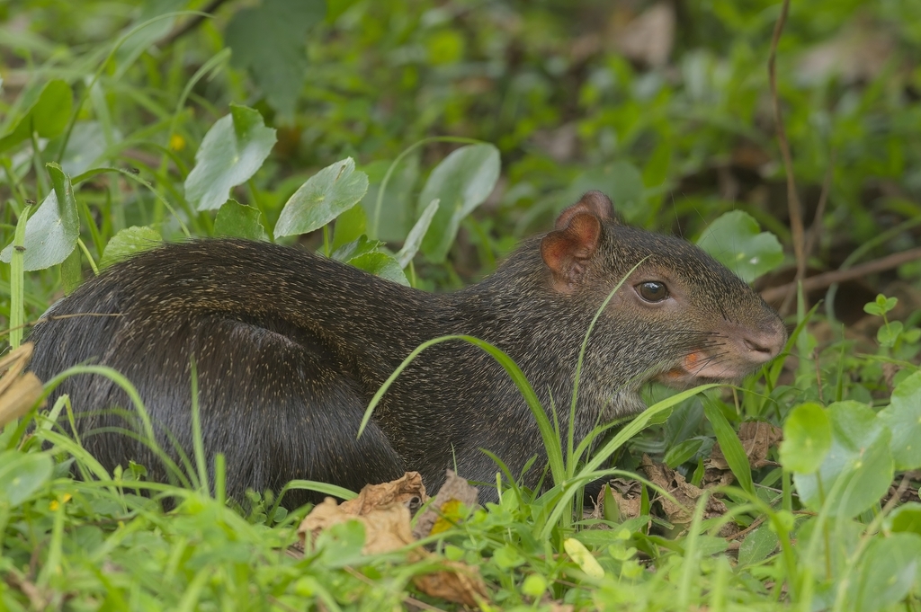 Guaqueque centroamericano desde Ibague, Tolima, Colombia el 24 de julio ...