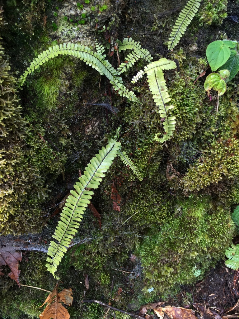 Asplenium normale from Xã Bản Bo, H. Tam Đường, Tỉnh Lai Châu, VN on ...