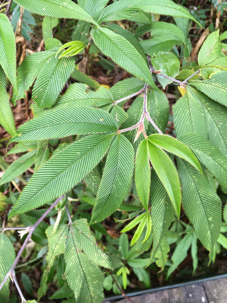 Silky-leaved Berry (Rubus lineatus) - Botanical Realm