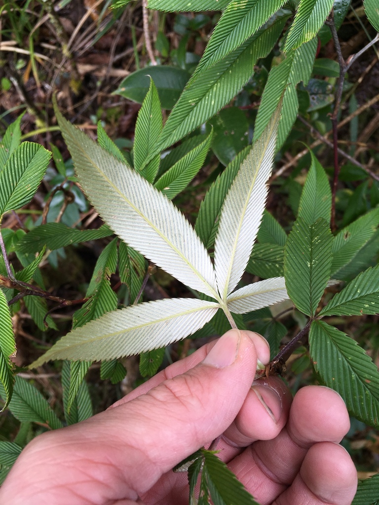 Silky-leaved Berry (Rubus lineatus) - Botanical Realm