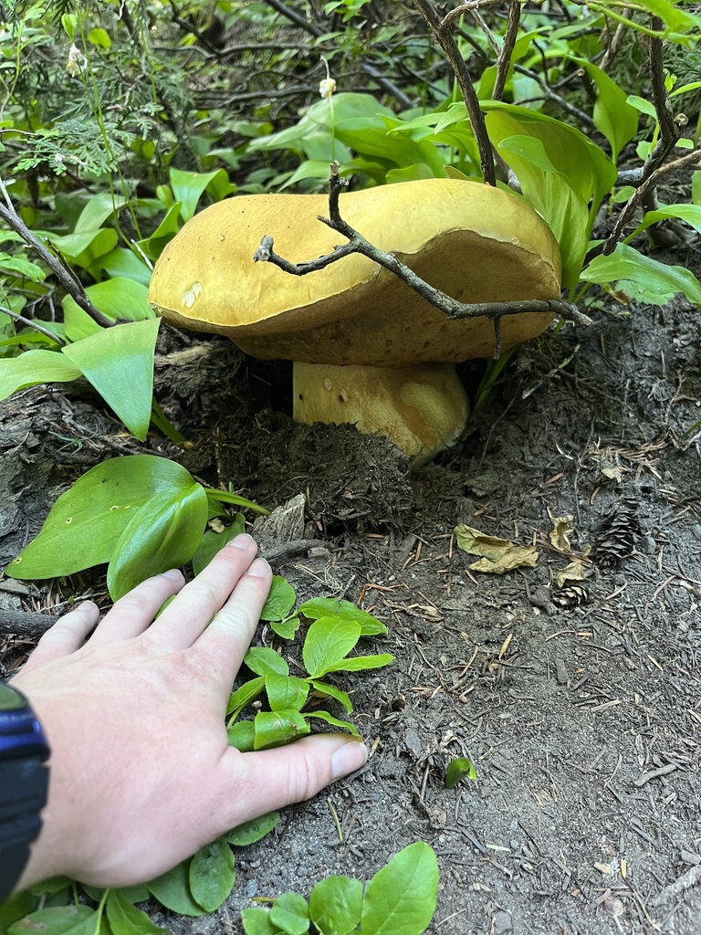 King Bolete from Mount Rainier National Park, Ashford, WA, US on July ...