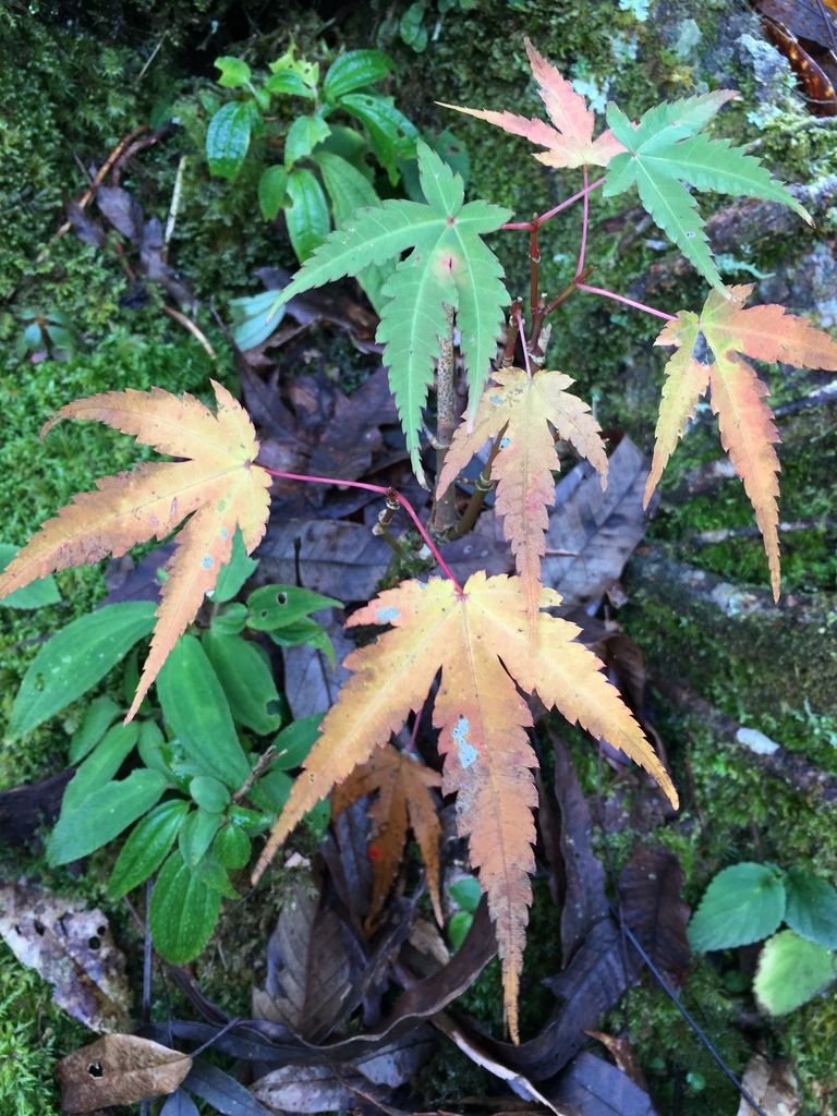 Fan-leafed Maple from Xã Bản Bo, H. Tam Đường, Tỉnh Lai Châu, VN on ...