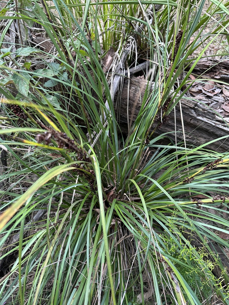 Red-berried Saw-sedge in July 2023 by cwelden_ecp · iNaturalist