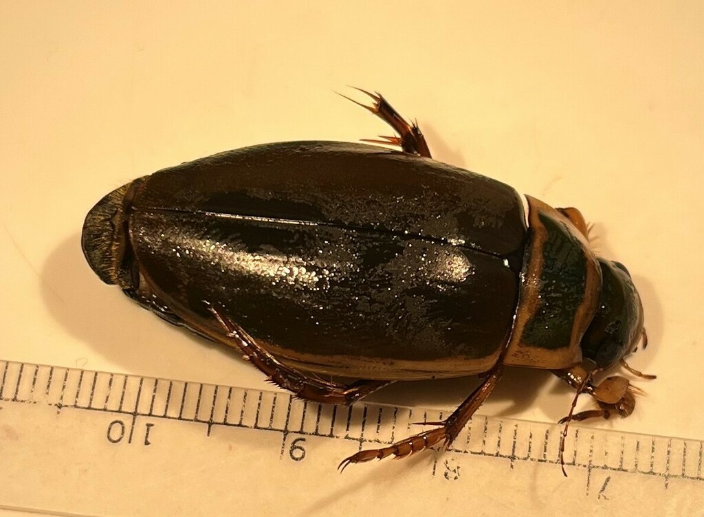 Dytiscus dauricus from Larimer County, CO, USA on July 16, 2023 by ...