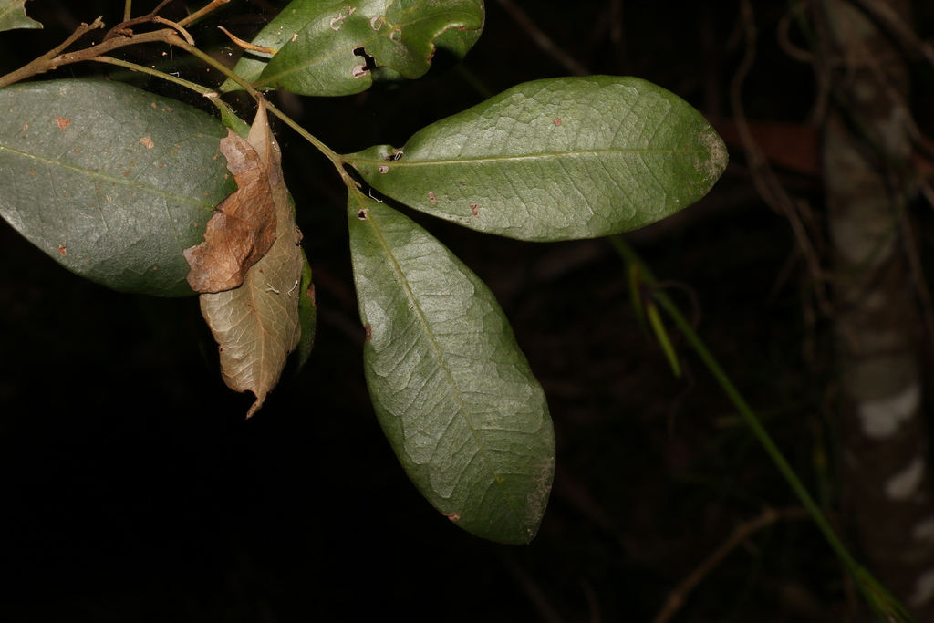 Guioa from Mount Cotton QLD 4165, Australia on July 25, 2023 at 08:04 ...