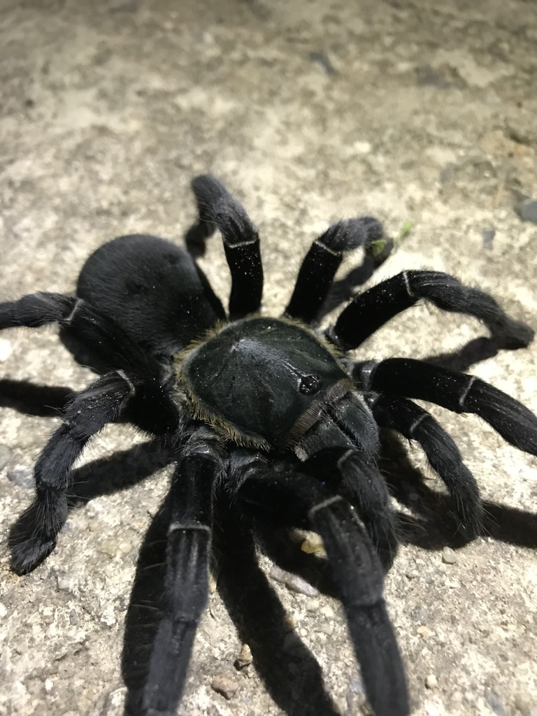Thai Black Tarantula from 50330, Mae Rim, Chiang Mai, TH on January 16 ...