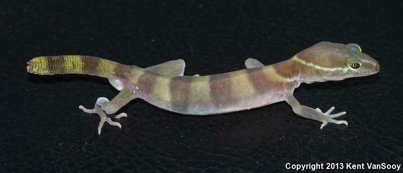 San Diego Banded Gecko in June 2003 by Kent VanSooy · iNaturalist