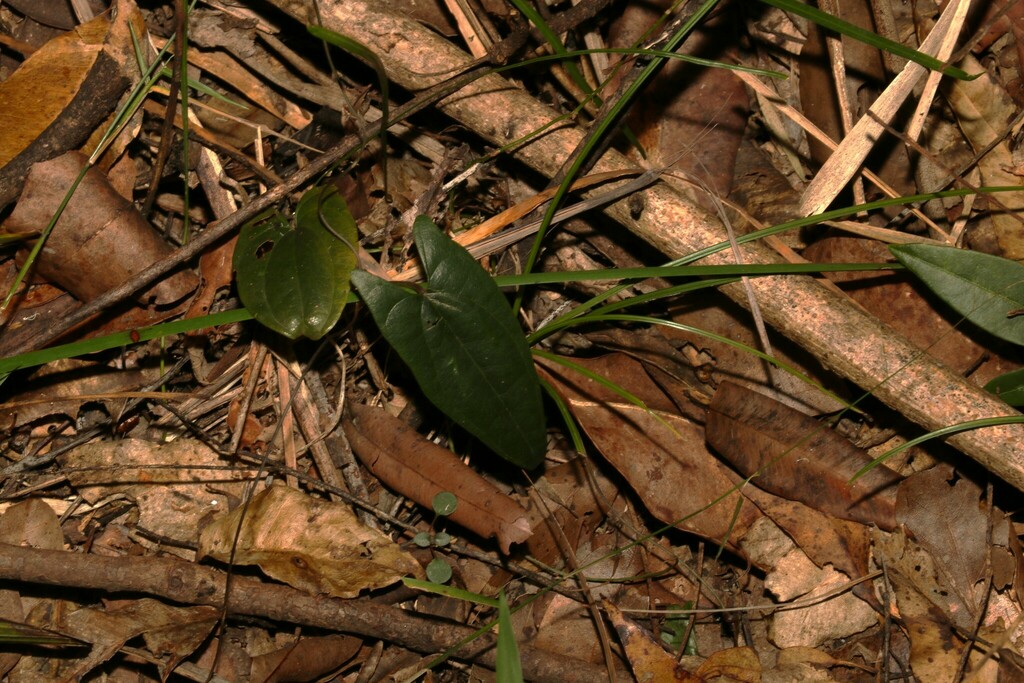 Common Yam Vine from Mount Cotton QLD 4165, Australia on July 25, 2023 at 08:12 PM by Greg ...
