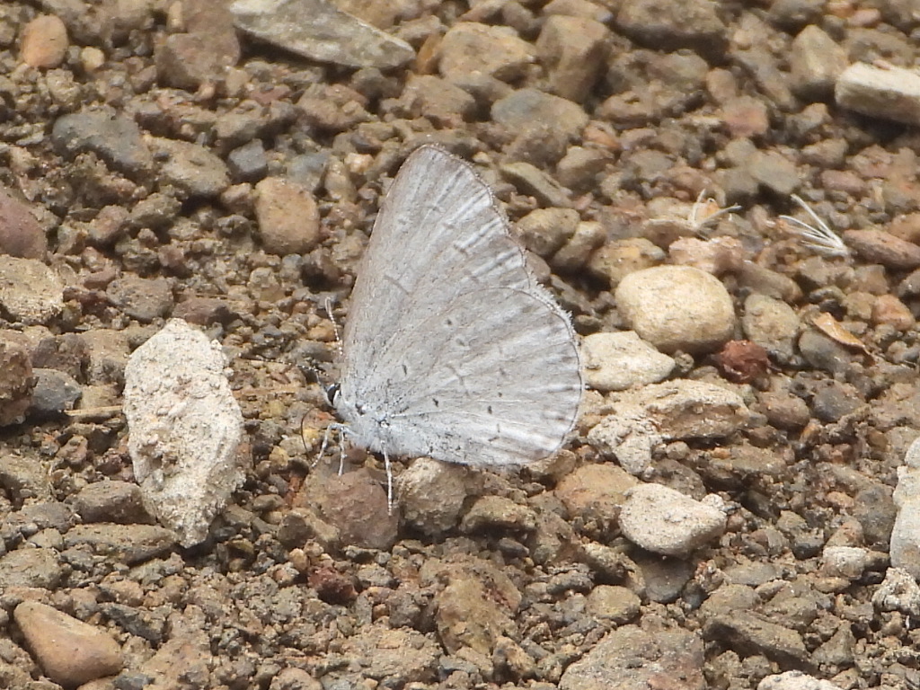 Echo Azure from Orange County, CA, USA on July 23, 2023 at 10:48 AM by ...