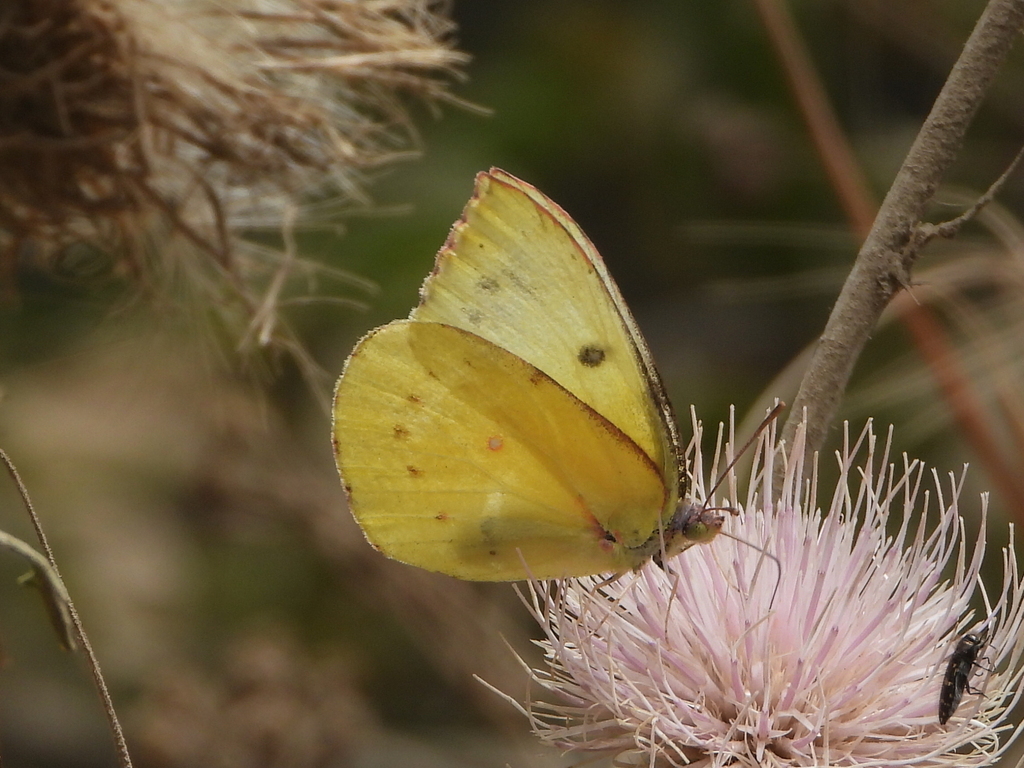 California Dogface in July 2023 by rschoedl · iNaturalist