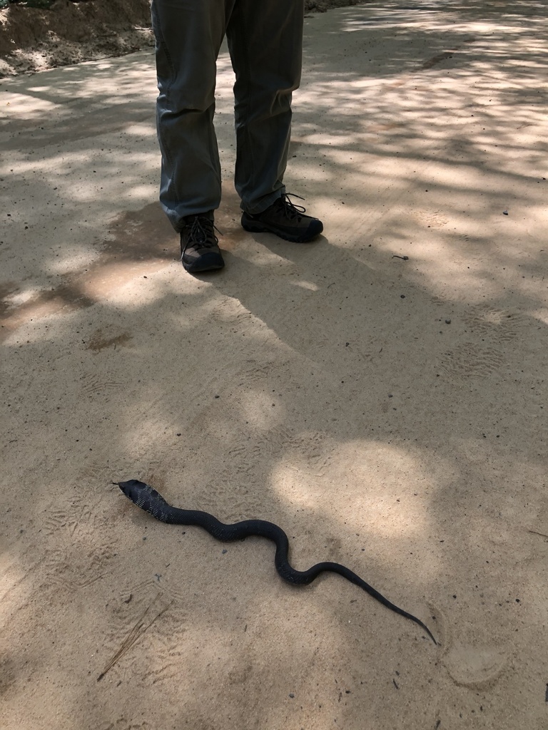 Gimkit - live learning game show