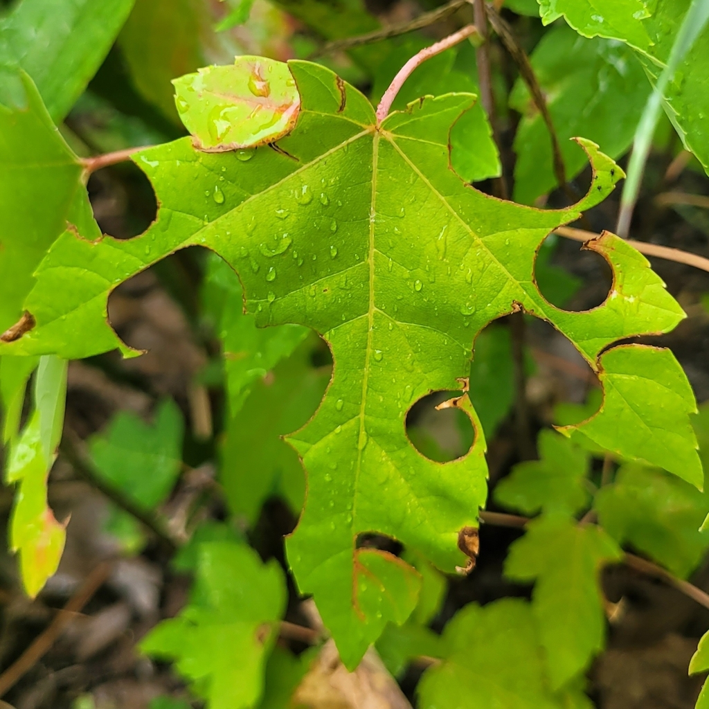 silver maple from Burnsville, MN 55337, USA on July 25, 2023 at 06:36 ...