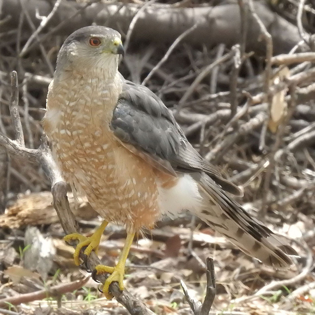 Cooper's Hawk from Sierra Vista Southeast, AZ, USA on July 20, 2023 at ...