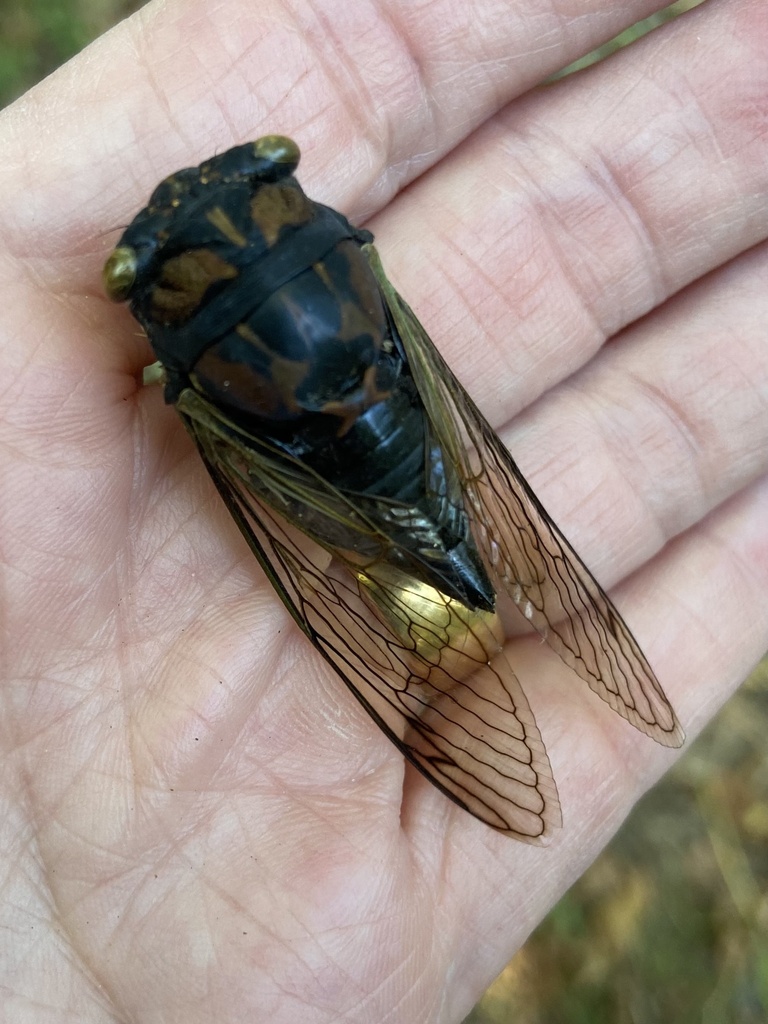 Lyric Cicada from David Fort Rd, Argyle, TX, US on July 25, 2023 at 06: ...