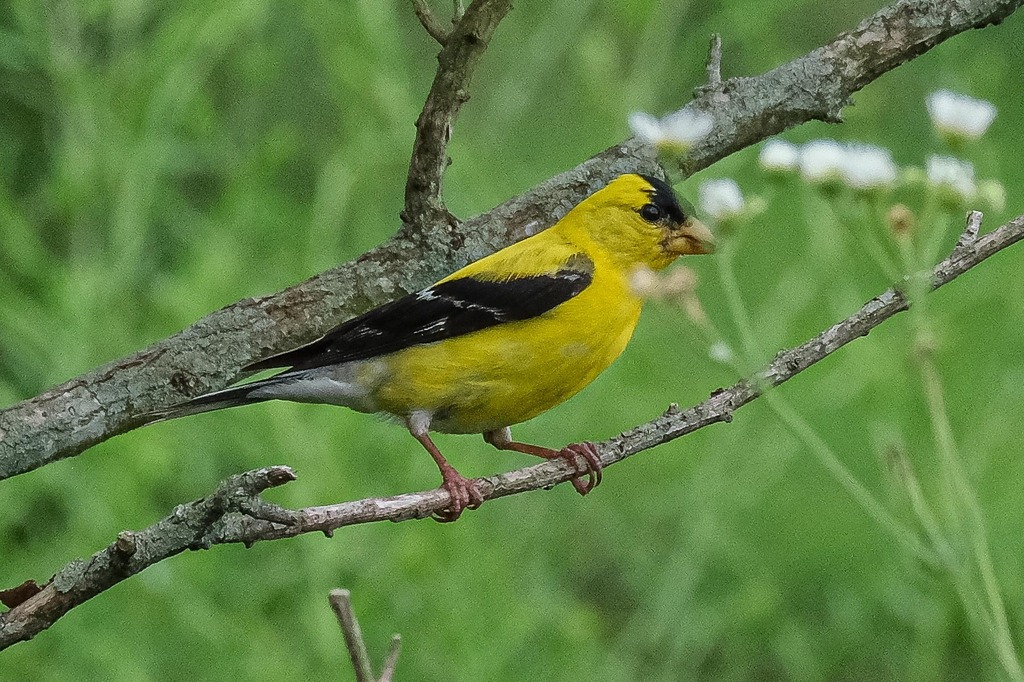 American Goldfinch from Sussex County, DE, USA on July 22, 2023 at 08: ...