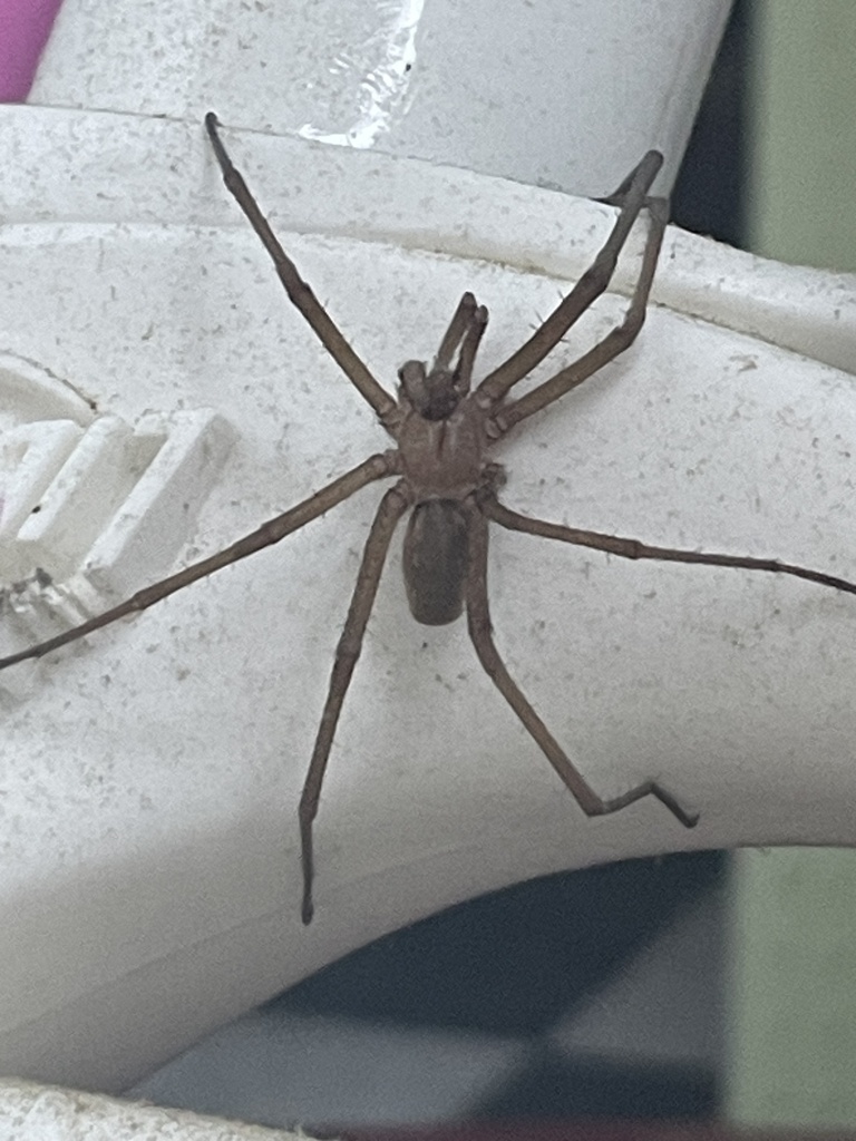 Southern House Spider from Durand Dr NE, Atlanta, GA, US on July 25 ...