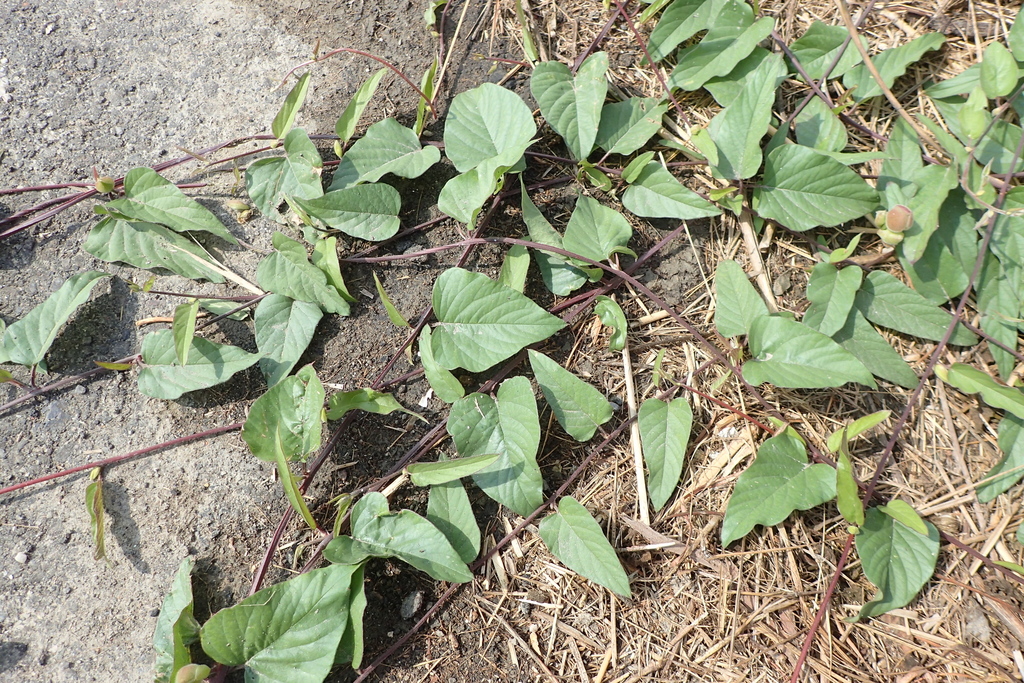 Turpeth from Kaohsiung, Kaohsiung, Taiwan on January 17, 2019 at 12:14 ...