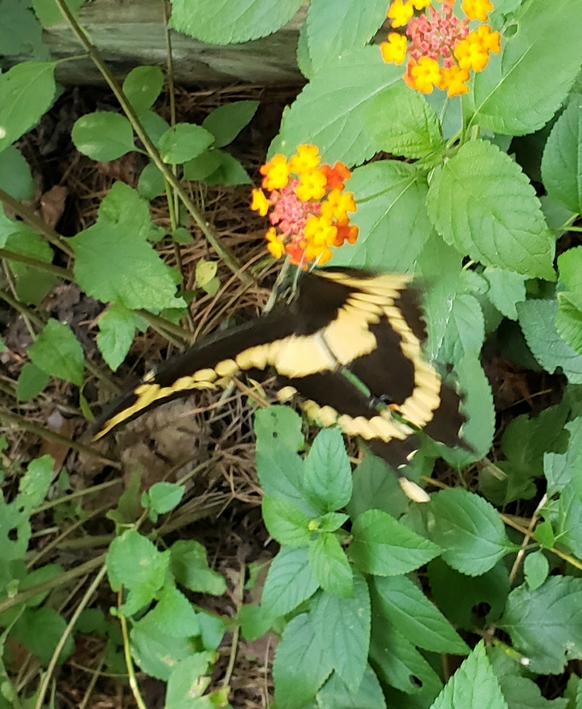 Eastern Giant Swallowtail from Walker Springs, Alabama on July 25, 2023 ...