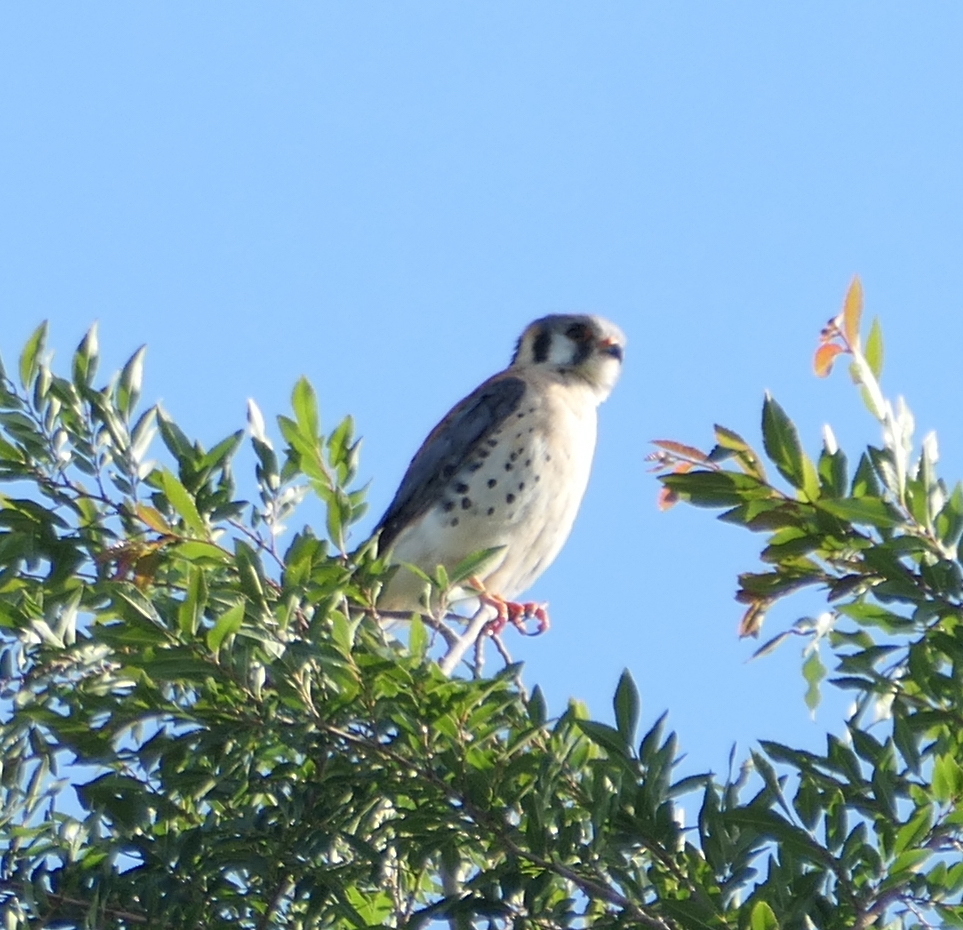 American Kestrel from Ruth Hardy/Desert Healthcare Wellness Park on ...