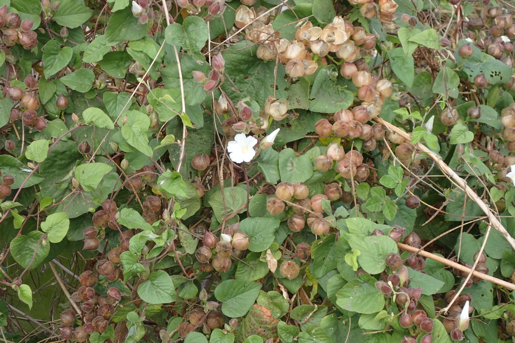 Turpeth from 台灣高雄市 on January 17, 2019 at 12:34 PM by 傻子 · iNaturalist