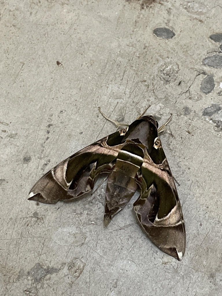 Jade Hawkmoth from Universiti Teknologi Malaysia, Johore, MY on July 26 ...