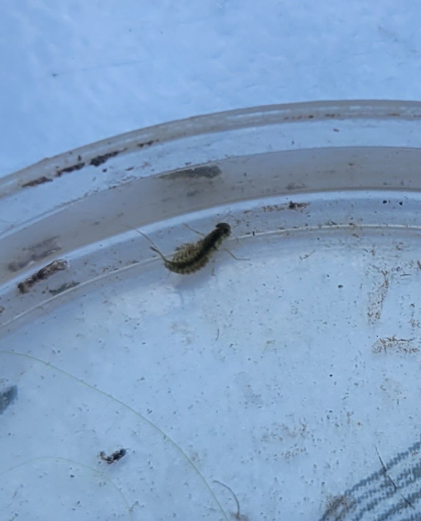 Mayflies from Redmont Park, Birmingham, AL, USA on July 25, 2023 at 11: ...