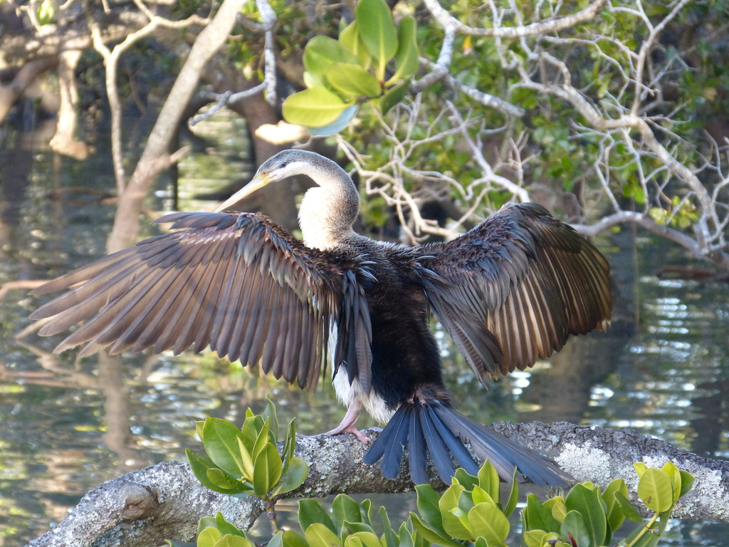 Australasian Darter from MacLeay Island QLD 4184, Australia on August ...