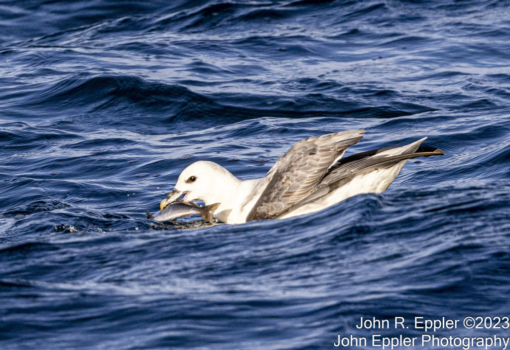 Northern Fulmar from 210 Garðabær, Iceland on July 3, 2023 at 04:32 PM ...