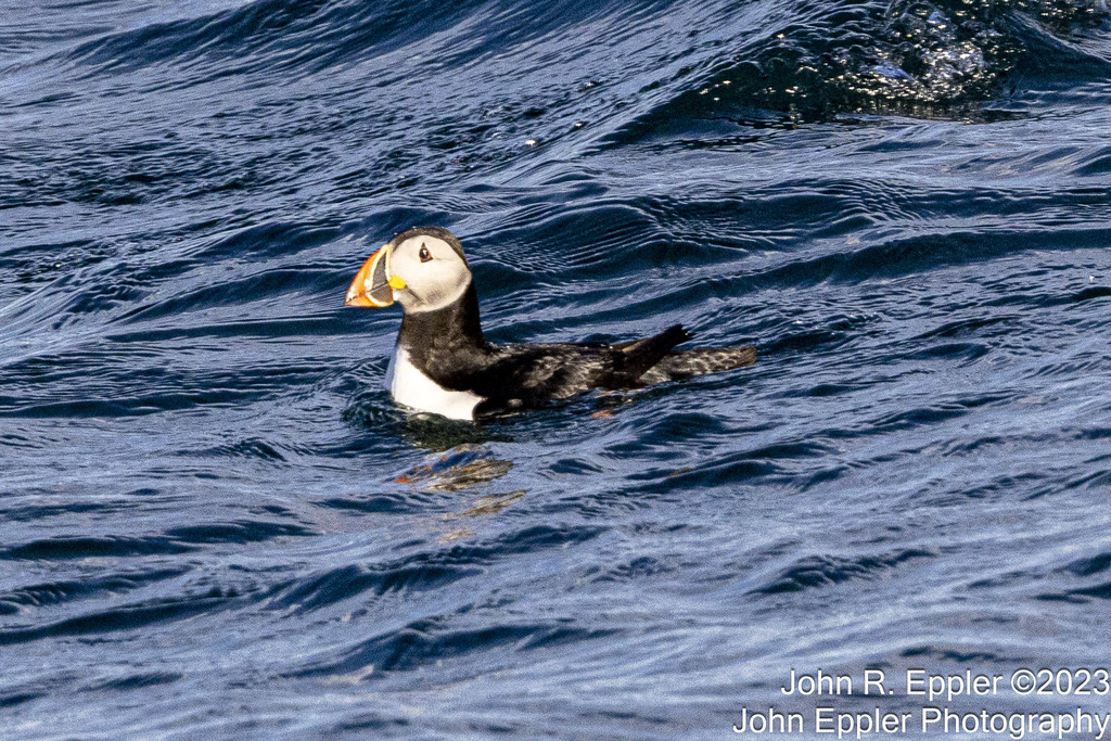 Atlantic Puffin from 210 Garðabær, Iceland on July 3, 2023 at 04:41 PM ...