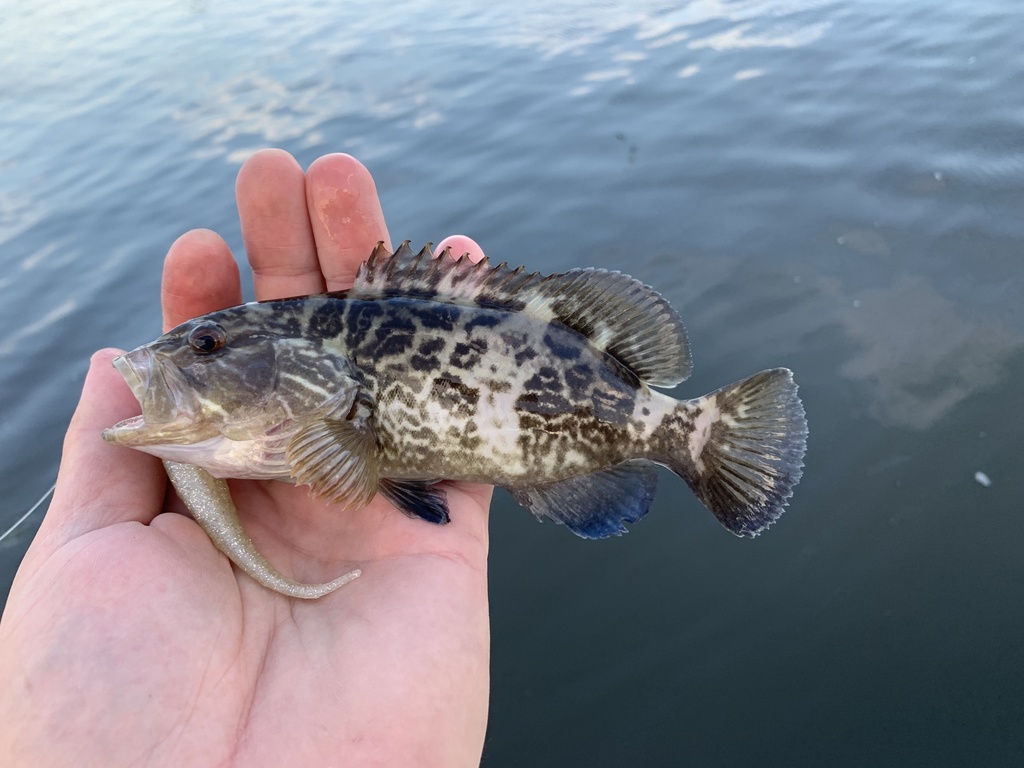Gag grouper from Supply, NC, US on July 25, 2023 at 06:55 PM by Davis ...