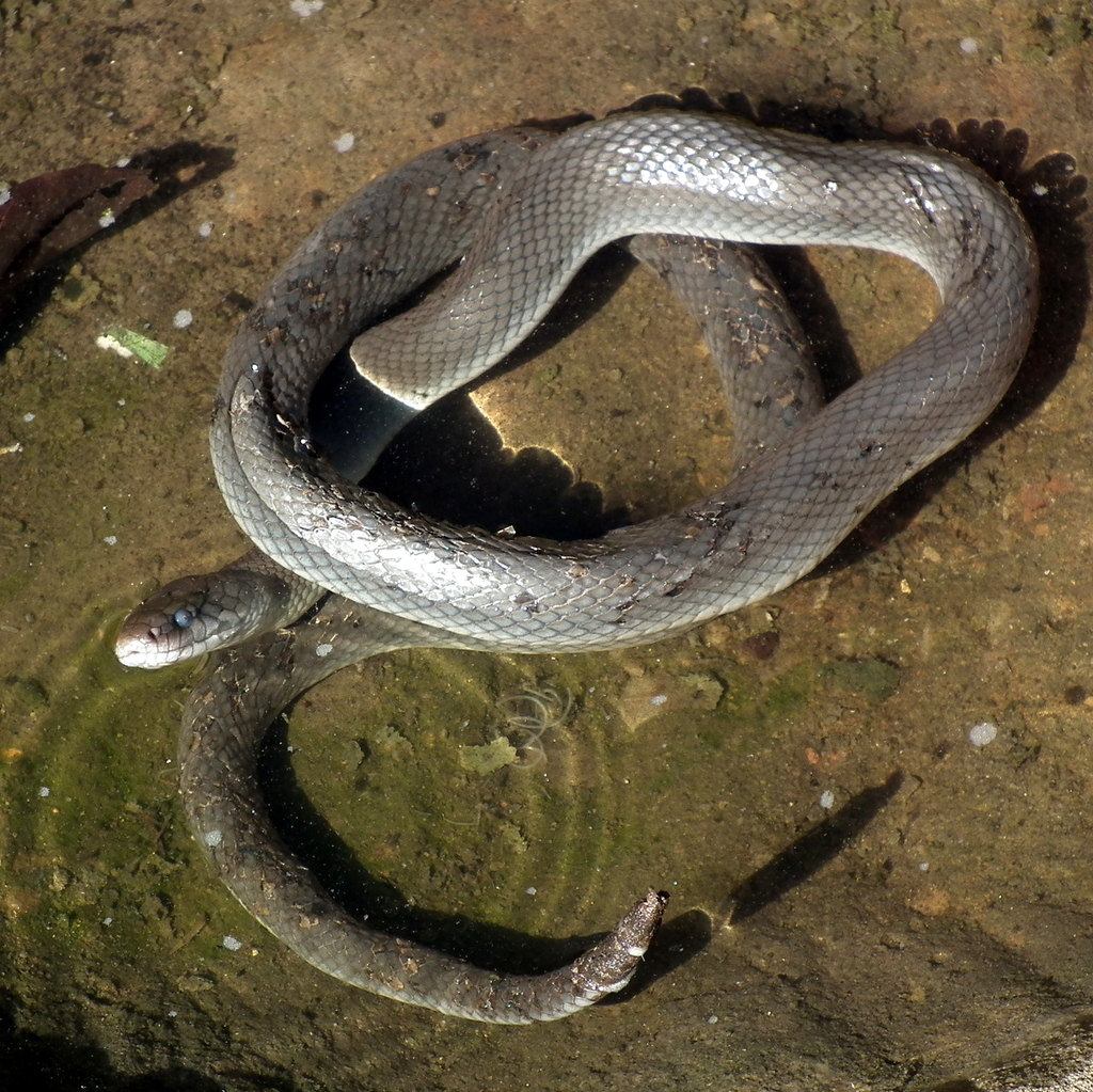 Olive Snake from Garden Route Botanical Garden on July 25, 2023 at 12: ...