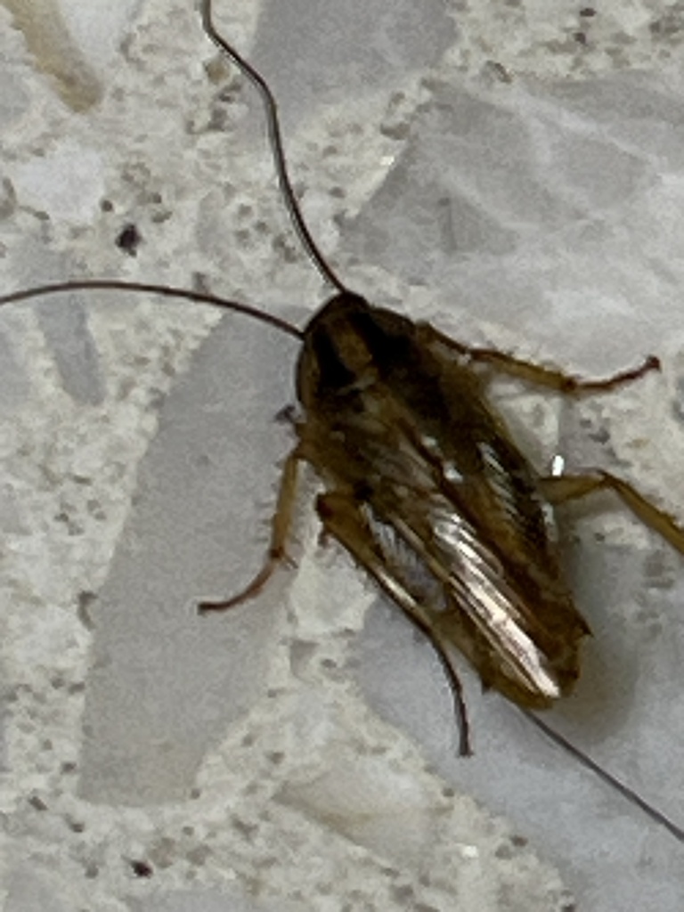 German Cockroach from Avenida Diamante, Ensenada, Baja California, MX ...