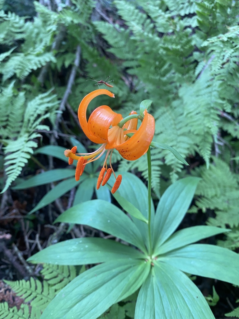 Lilium debile from Kuril'skiy rayon, RU-SL, RU on July 19, 2023 at 11: ...