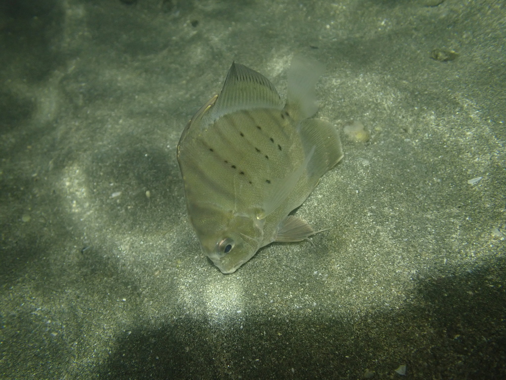 Banded Sicklefish (Drepane longimana) - Marine Life Identification