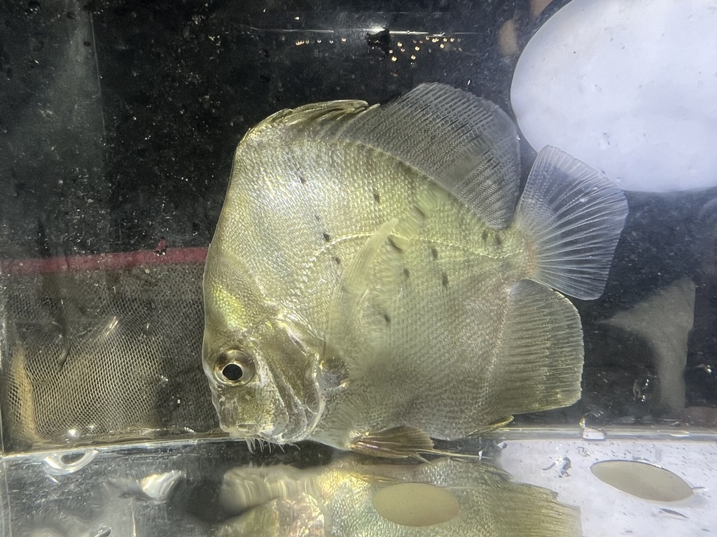 Banded Sicklefish (Drepane longimana) - Marine Life Identification