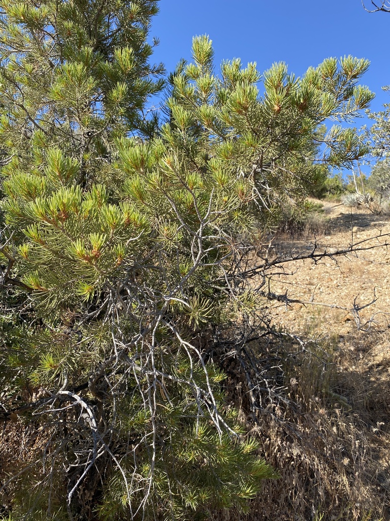 Parry pinyon from Santa Rosa and San Jacinto Mountains National ...